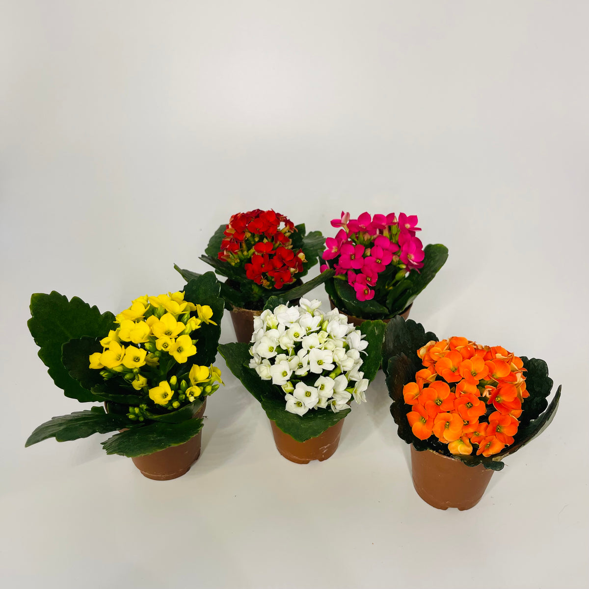2" Mini Kalanchoe – The LA Garden