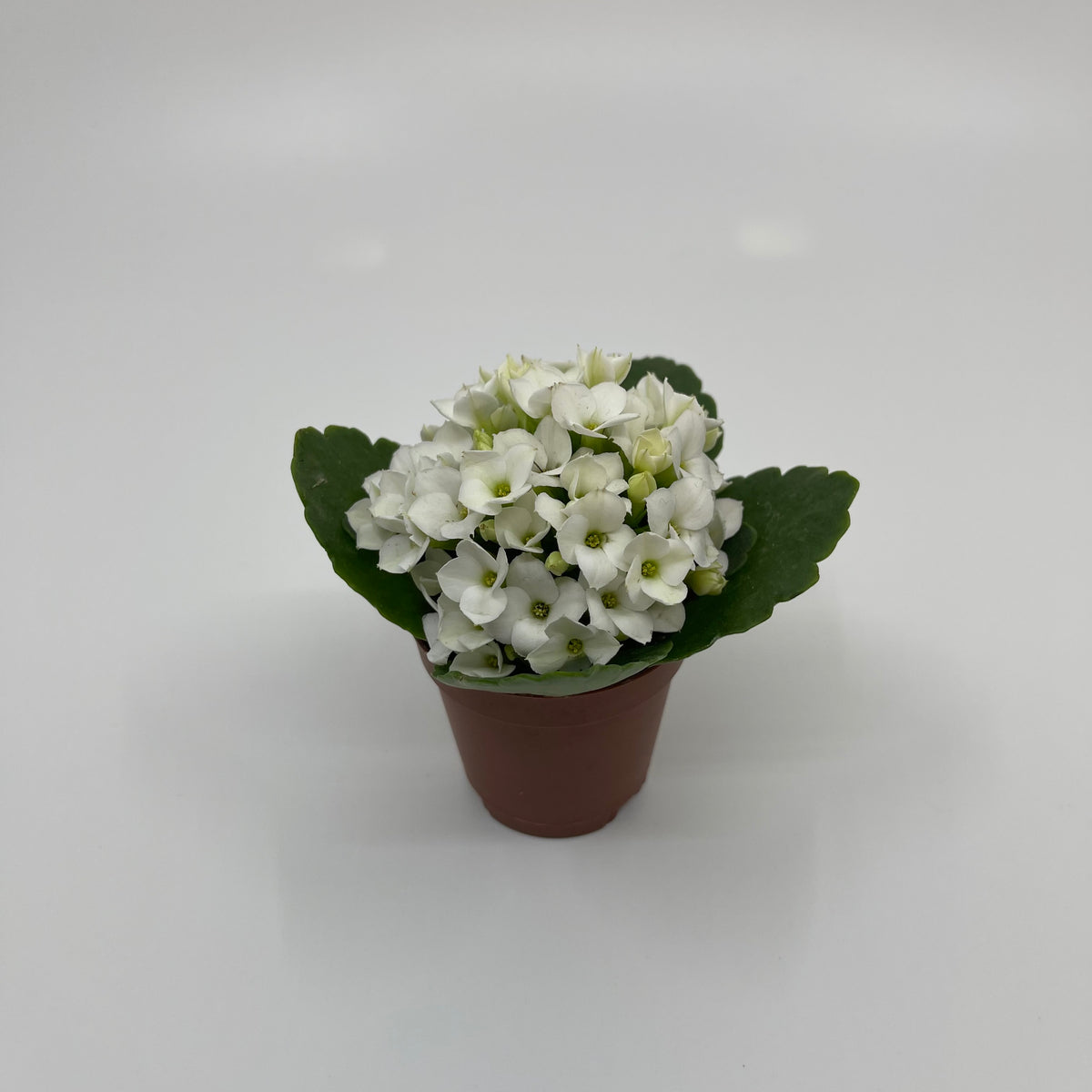 2" Mini Kalanchoe – The LA Garden
