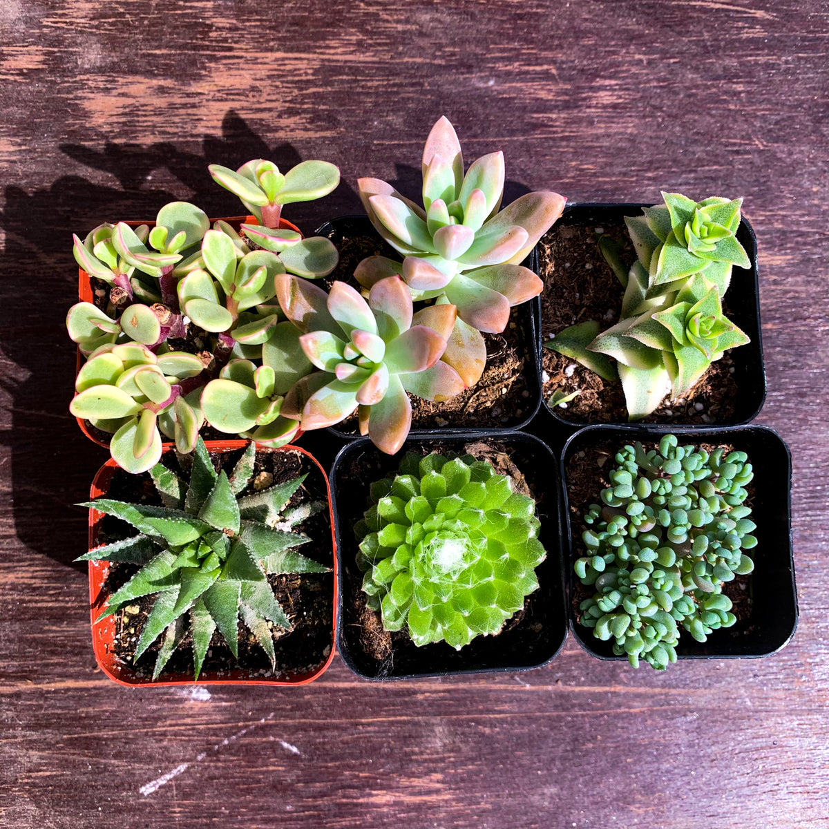 Succulent Set of 6 – The LA Garden