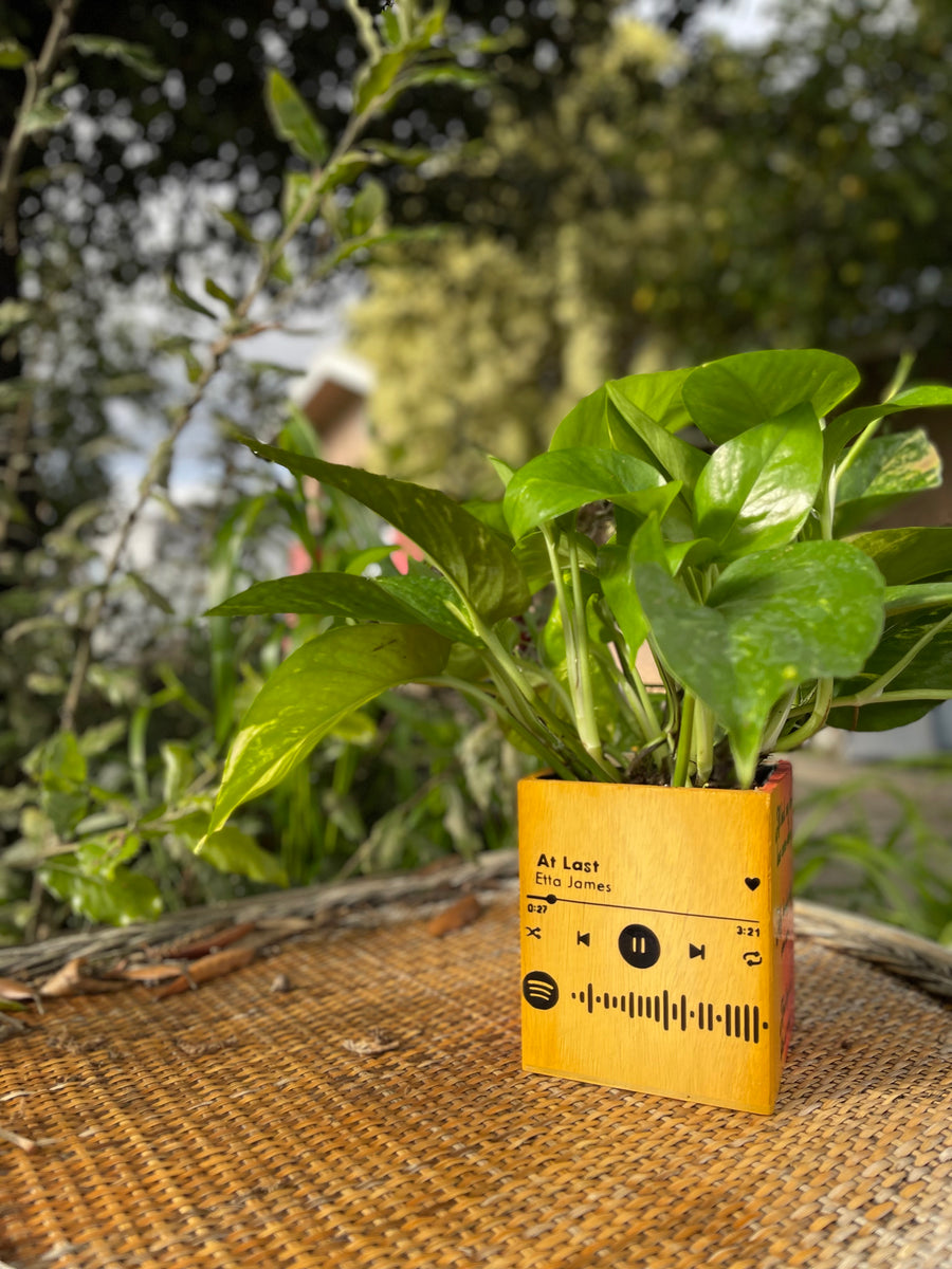 Custom Spotify Music Wooden Planter – The LA Garden